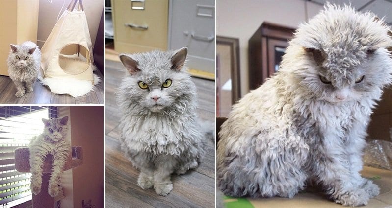 Meet Albert The Sheep-like Cat With An Attitude