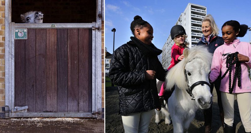Shetland Pony Struggles To See Over The Stable Door So These Kids Came ...
