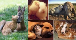 14 Of The Most Adorable Unlikely Animal Friendships - Part 2