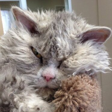 Meet Albert The Sheep-like Cat With An Attitude
