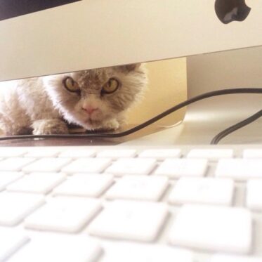 Meet Albert The Sheep-like Cat With An Attitude