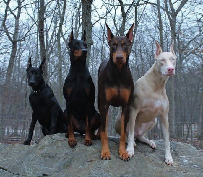 15 Of The Coolest And Cutest Looking Albino Animals