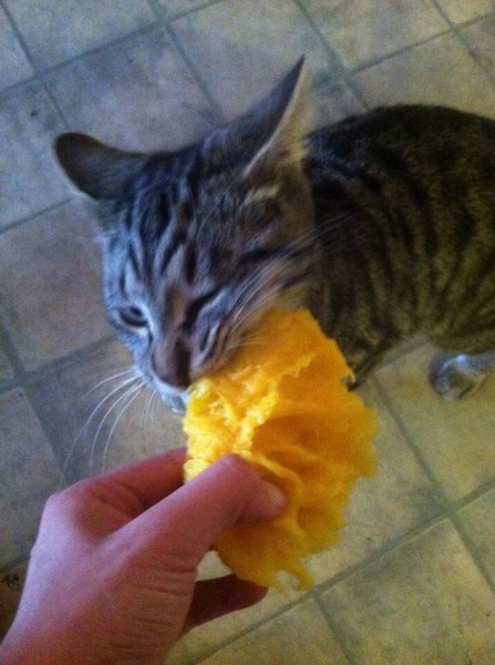 14 Cute And Curious Cats Eating Strange Things