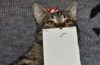 Cats With Funny Paper Expressions Is Fast Becoming The New Craze