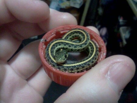 20 Cute Snakes That Are So Small You Will Want One