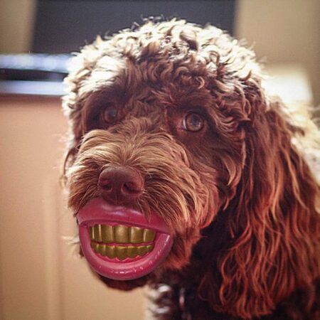 15 Hilariously Funny Toys For Dogs