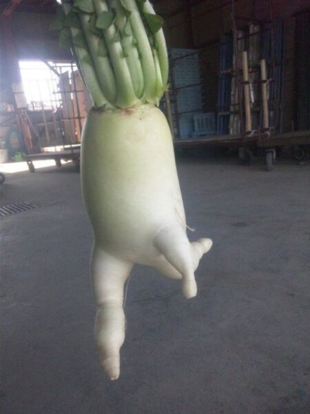 This Internet-Famous Running Radish Has Some Awesome Adventures