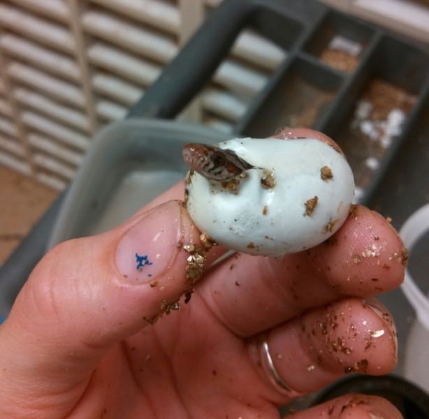 20 Cute Snakes That Are So Small You Will Want One