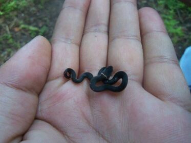 20 Cute Snakes That Are So Small You Will Want One