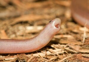 20 Cute Snakes That Are So Small You Will Want One