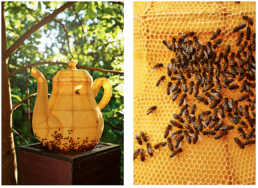 Man Collaborated With 60,000 Bees To Create Amazing Work Of Art