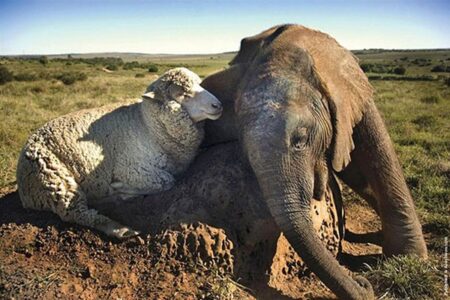 14 Of The Most Adorable Unlikely Animal Friendships - Part 2