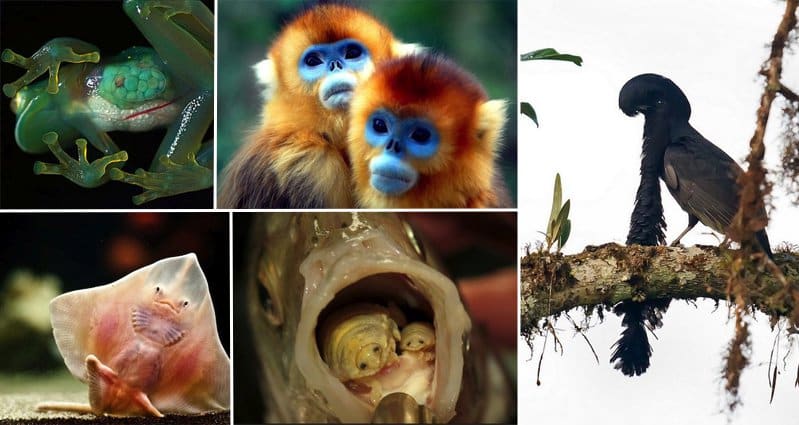15 Creatures That Look Like They Are From Another Planet