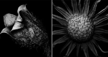 Tomoya Matsuura Captures Awesome Images Of Decaying Plants With A ...