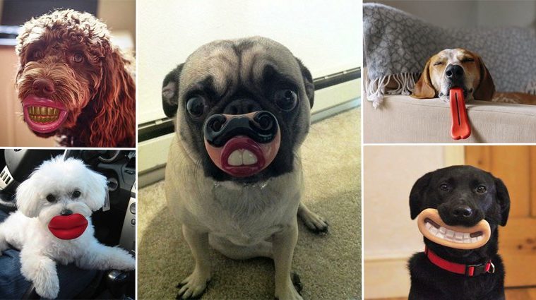 15 Hilariously Funny Toys For Dogs