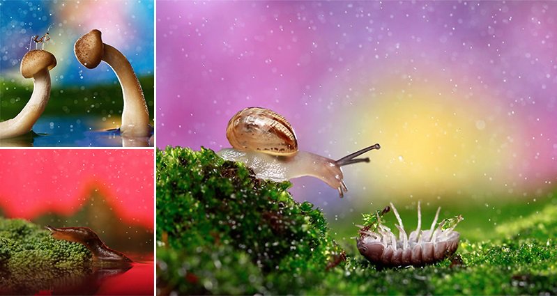 Photographer Nadav Bagim Shows Garden Insects In A Much Cuter Light In ...