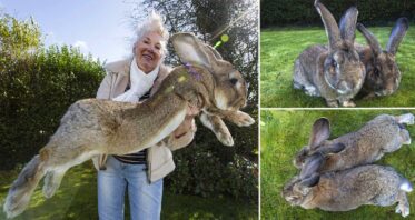 Meet Darius The World's Biggest Bunny