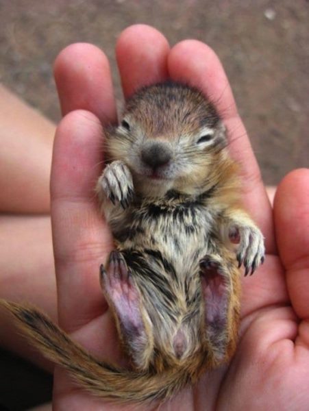 15 Super Cute Hand-Sized Baby Animals - Part 2