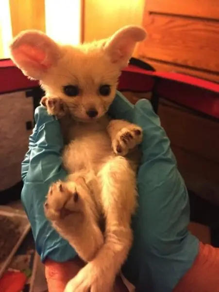 15 Super Cute Hand-Sized Baby Animals - Part 2