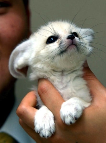 15 Super Cute Hand-Sized Baby Animals - Part 1