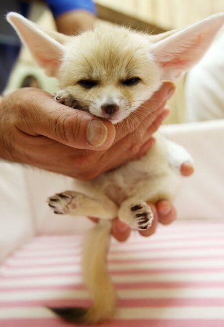 15 Super Cute Hand-Sized Baby Animals - Part 1