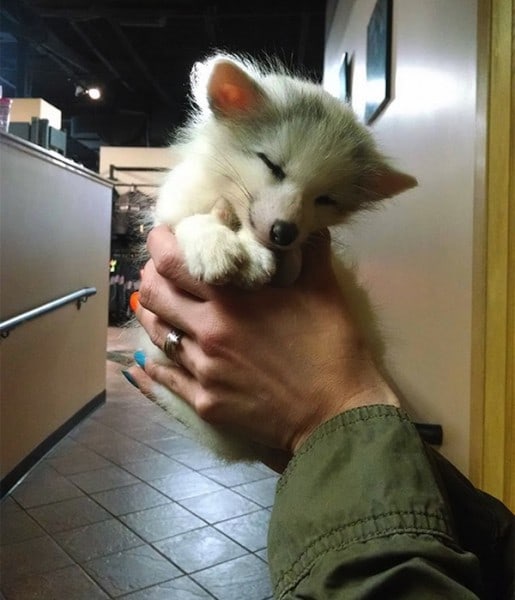 15 Super Cute Hand-Sized Baby Animals - Part 1