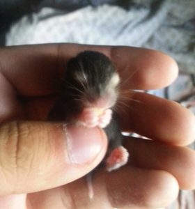 15 Super Cute Hand-Sized Baby Animals - Part 2