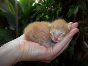 15 Super Cute Hand-Sized Baby Animals - Part 2