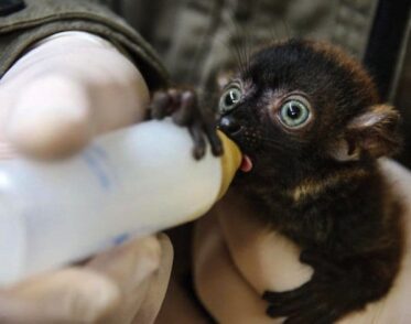 15 Super Cute Hand-Sized Baby Animals - Part 2