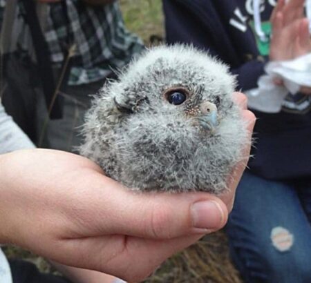 15 Super Cute Hand-Sized Baby Animals - Part 2