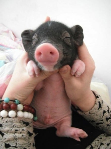 15 Super Cute Hand-Sized Baby Animals - Part 2