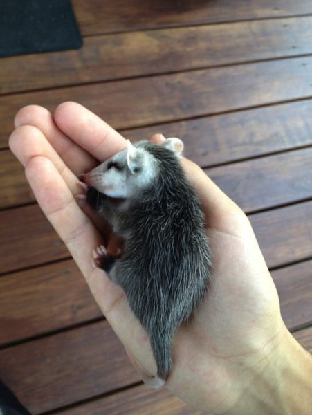 15 Super Cute Hand-Sized Baby Animals - Part 1