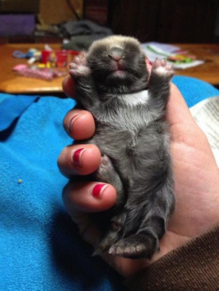 15 Super Cute Hand-Sized Baby Animals - Part 2