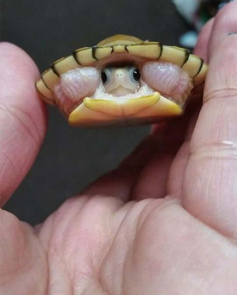 15 Super Cute Hand-Sized Baby Animals - Part 1