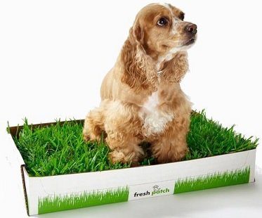 Fresh Grass Disposable Dog Potty