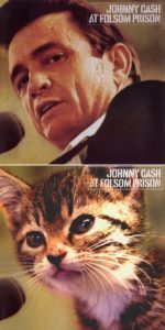 16 Classic Album Covers Recreated Using Kittens