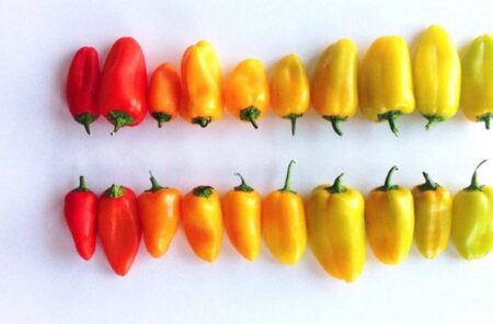 Photographer Brittany Wright Creates Beautiful Images Of Foods In Color ...