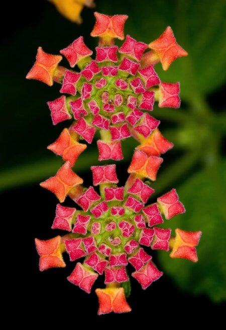 15 Images Of Geometrical Plants For Those Who Love Symmetry