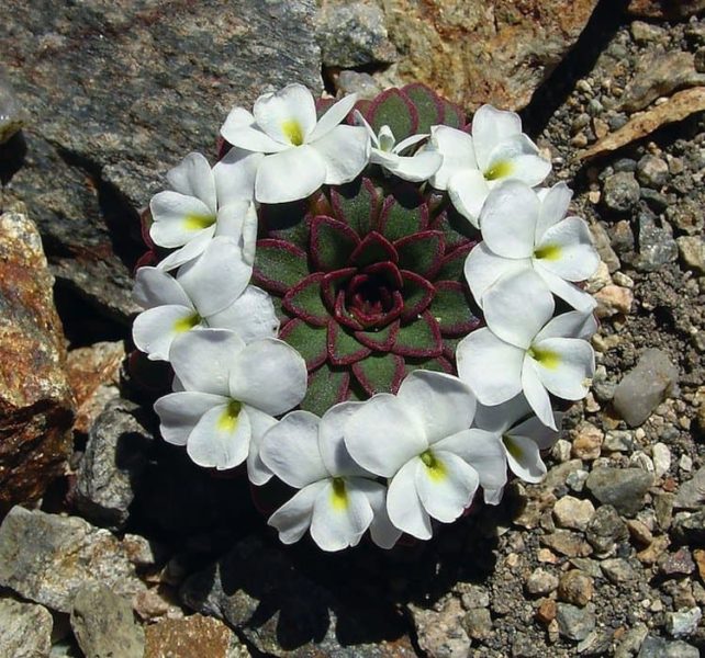 15 Images Of Geometrical Plants For Those Who Love Symmetry