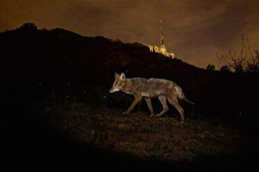 Steve Winter Photographs The Wild Side Of LA