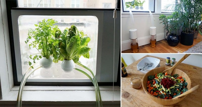 These 'Cloud Farm' Systems Could Be The Future Of Growing Your Own Veg ...