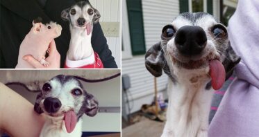 Meet "Zappa" The Dog Who Bears A Striking Resemblance To Sid From Ice Age