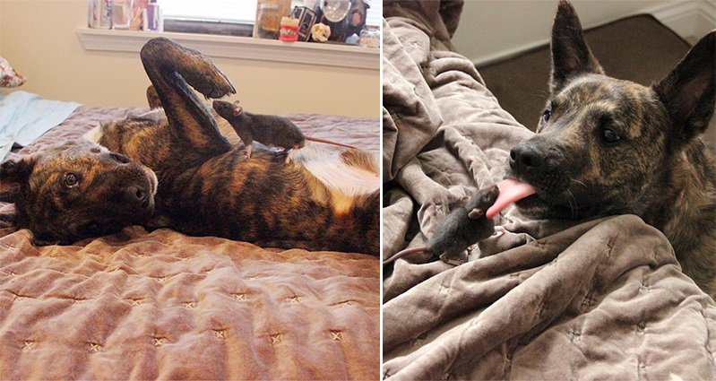 Adorable Friendship Between A Dog And A Rat