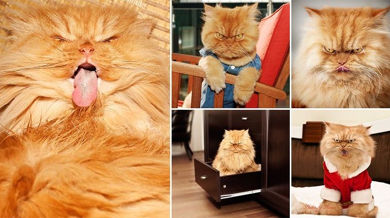 Meet Garfi The World's Angriest Cat Crown