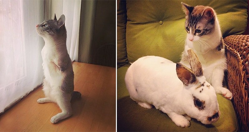 Meet Roux The Two Legged Beautiful "Bunny" Cat Who's Now An Instagram ...