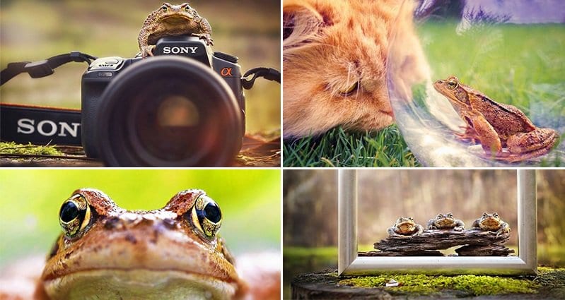 These Cute Toads Make Awesome Photographic Models By Photographer Gabi ...