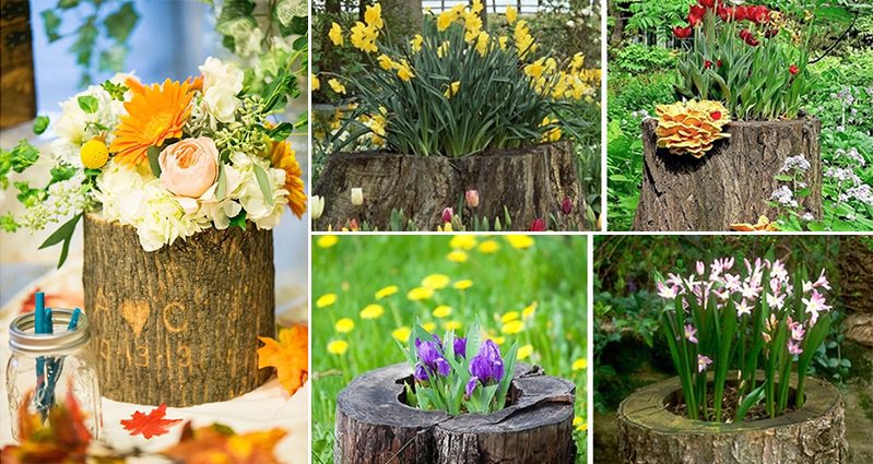 14 Tree Stumps Turned Into Gorgeous Planters - Part 2