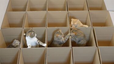 Watch These 9 Gorgeous Kitties Enjoying Their Cardboard Maze