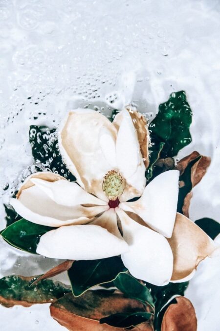 Photographer Lisa Sordini Captured These Beautiful Photos Of Flowers ...