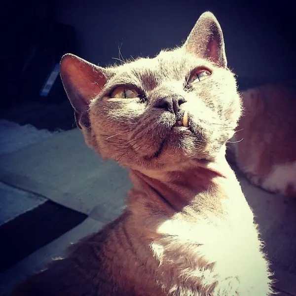 Meet Lucifer The Goblin Cat With Attitude